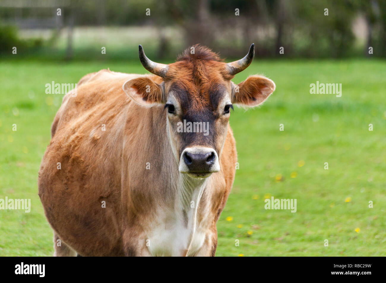 Healthy young Brown Swiss bull in a pasture Stock Photo - Alamy