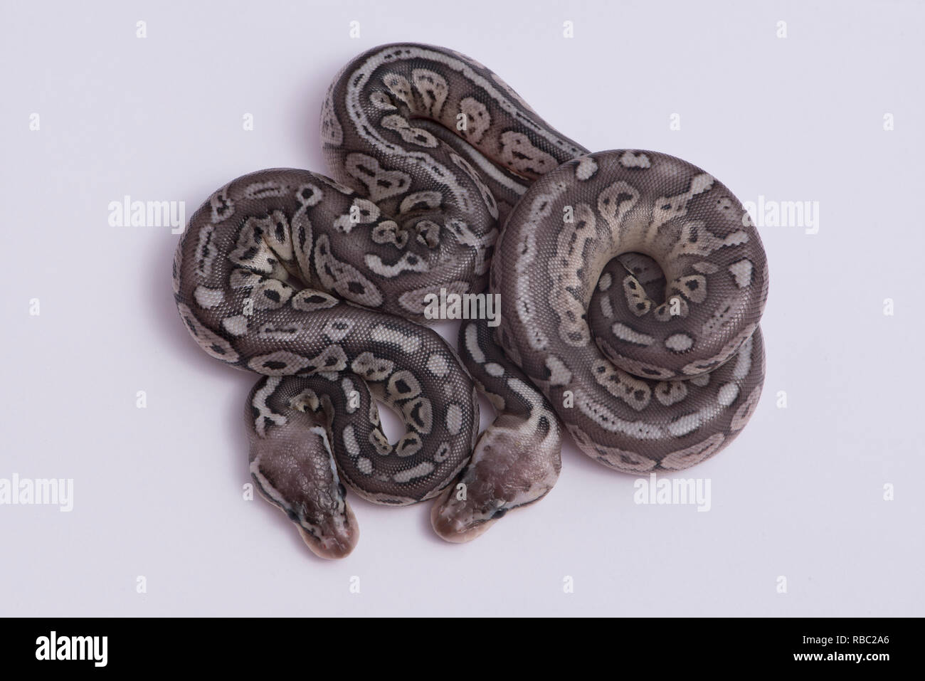 Baby Pythons High Resolution Stock Photography and Images - Alamy