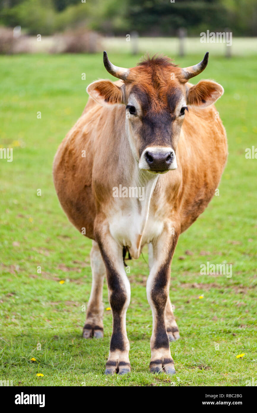 Healthy young Brown Swiss bull in a pasture Stock Photo - Alamy