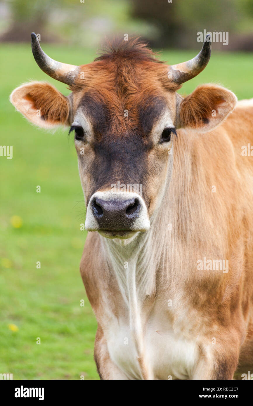 Healthy young Brown Swiss bull in a pasture Stock Photo - Alamy