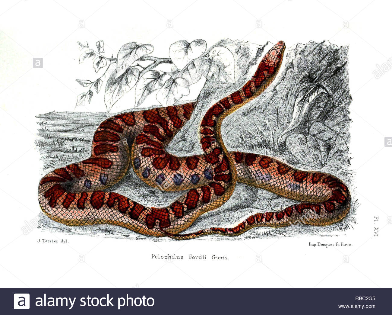 Vintage Illustrations Birds High Resolution Stock Photography and ...