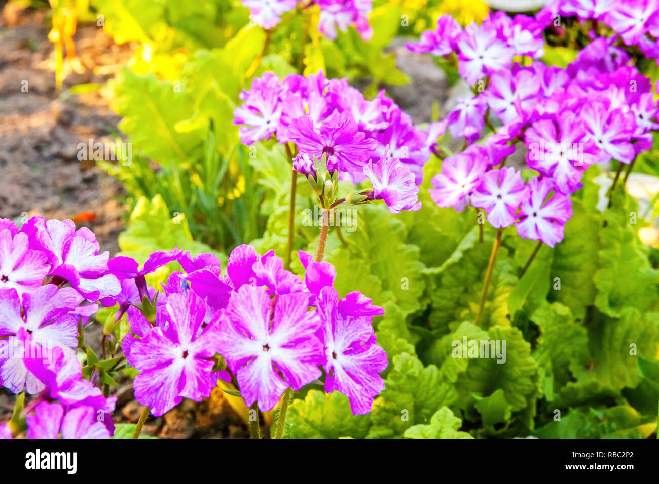 Primrose Primula with pink flowers. Inspirational natural floral spring ...