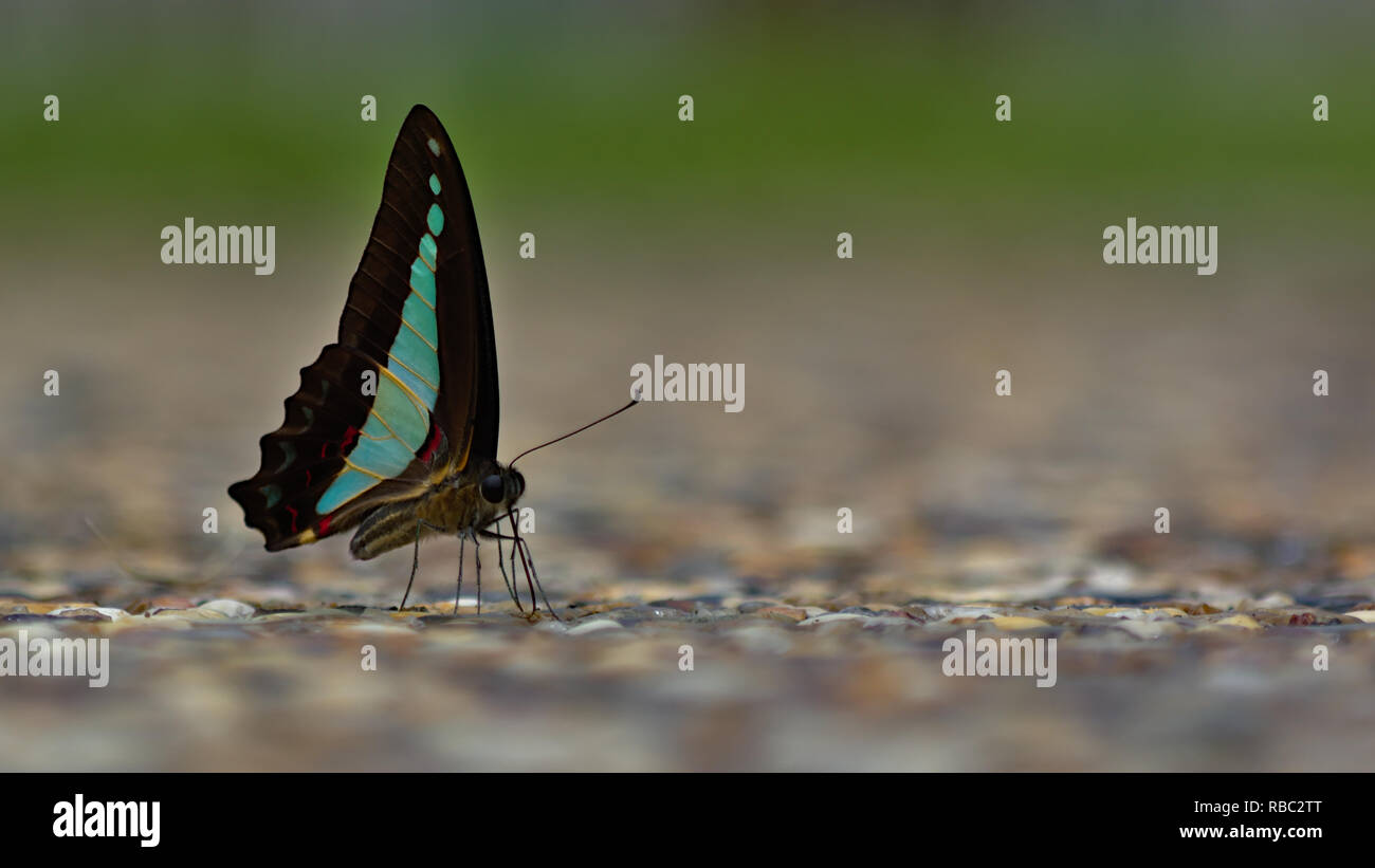 Butterfly with wings closed close up Stock Photo - Alamy