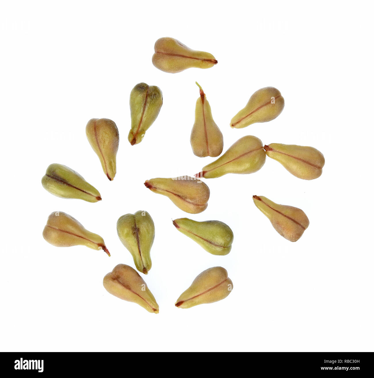 grape Seed isolated on white background Stock Photo - Alamy