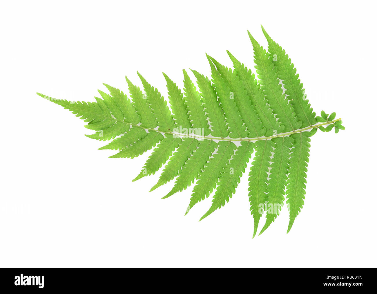 Top view of Fern on white background Stock Photo - Alamy