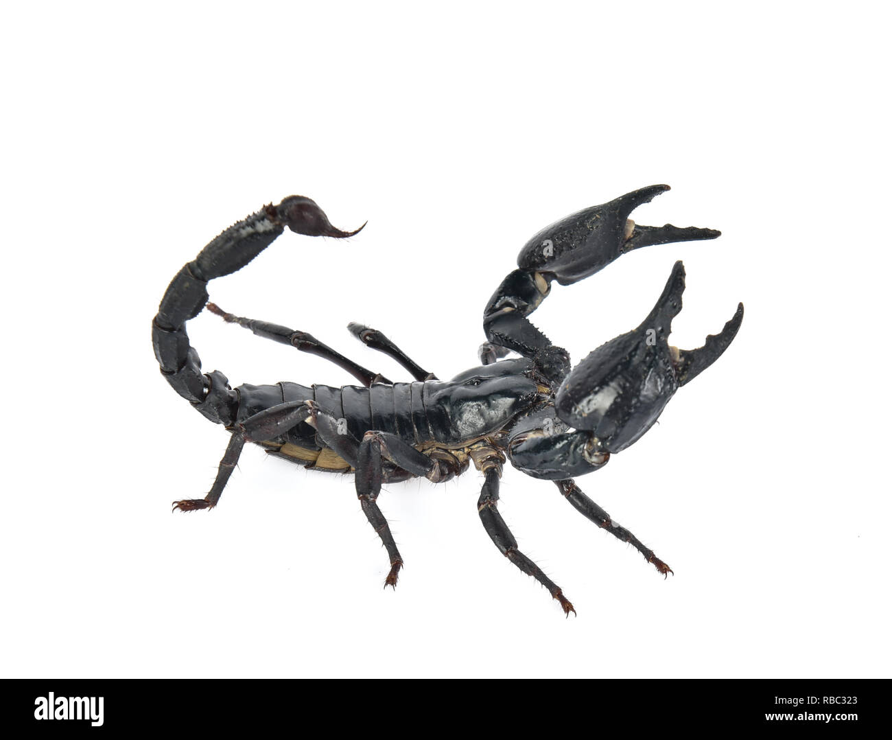 scorpion on white background Stock Photo - Alamy