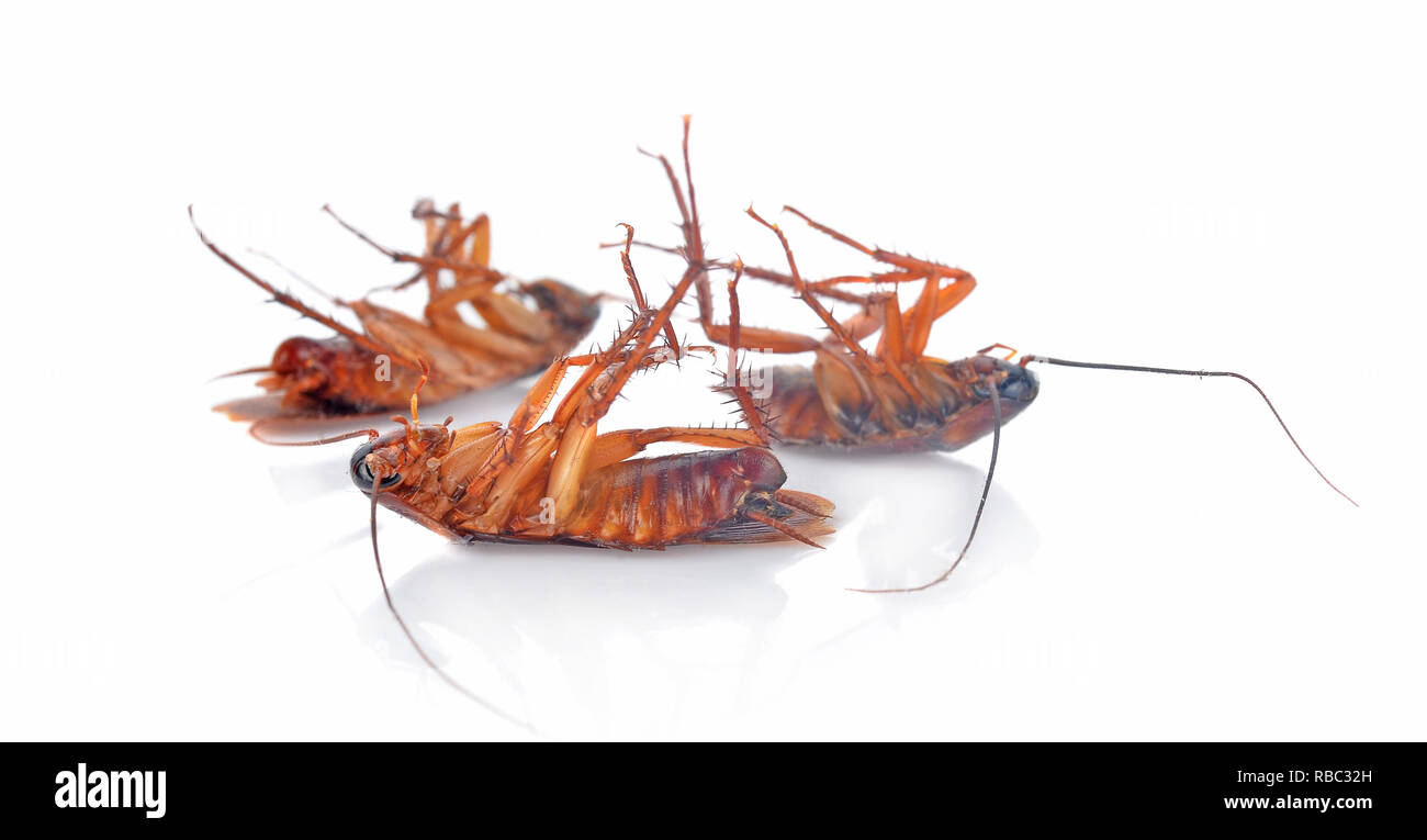 Cockroachs on a white background Stock Photo - Alamy