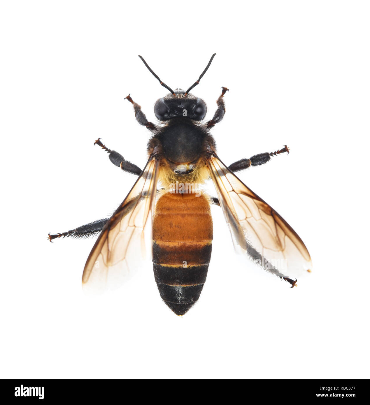 bee isolated on white background Stock Photo - Alamy