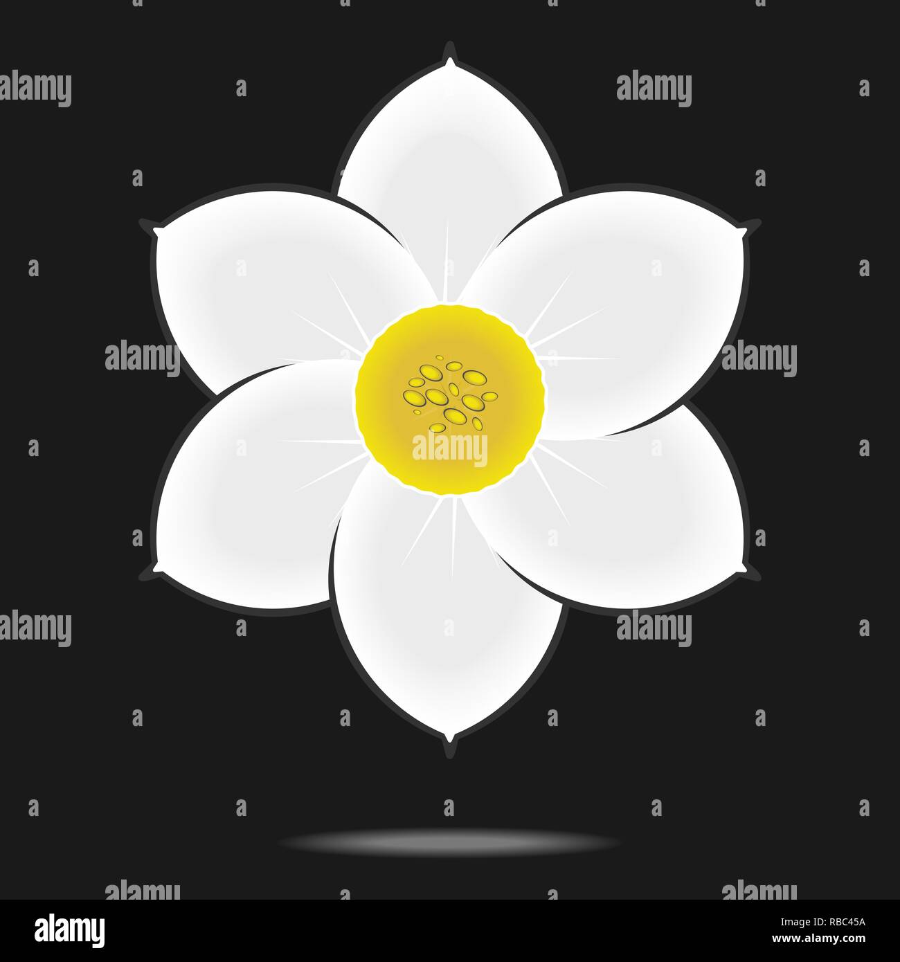 Blooming narcissus flower on Stock Vector Images - Alamy
