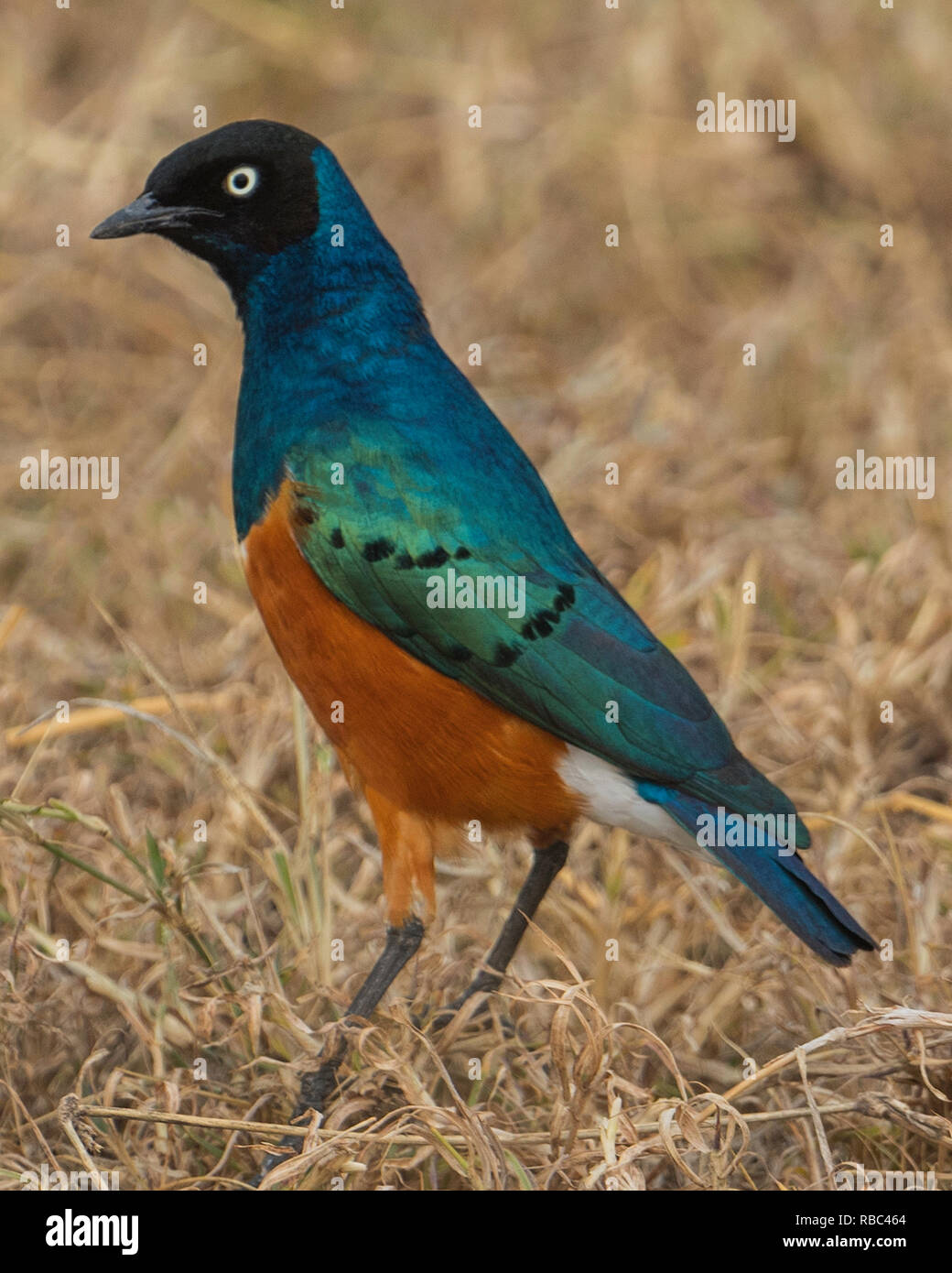 Superb starling africa hi-res stock photography and images - Alamy