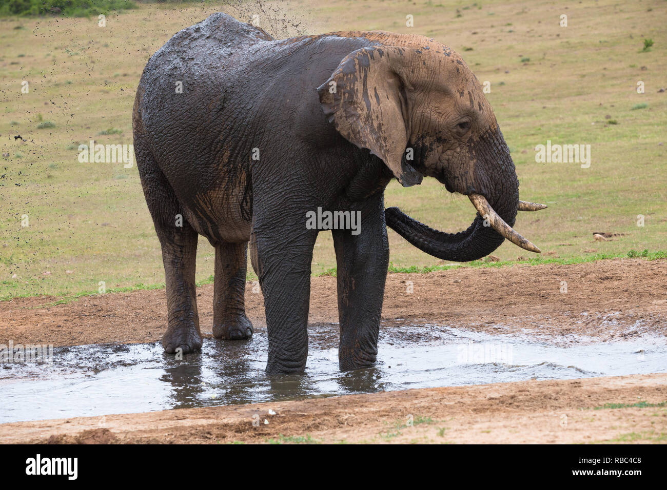 African elephant spraying water hi-res stock photography and images - Alamy