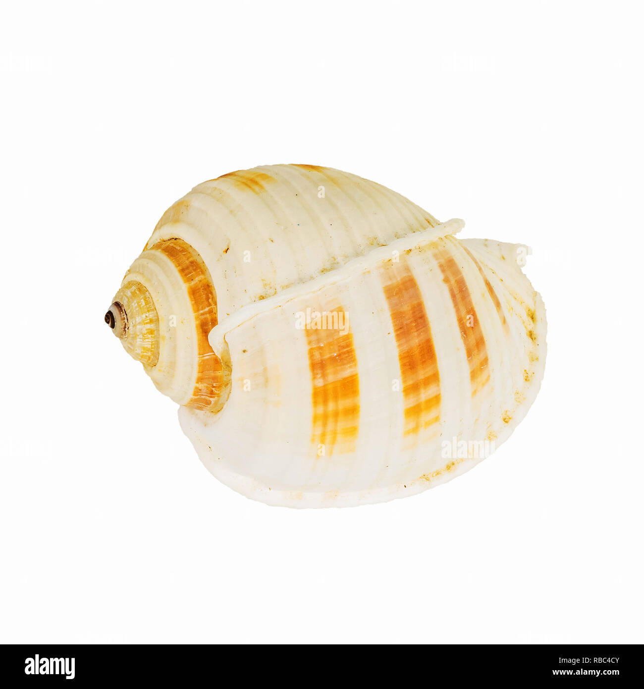 shellfish on Isolated White Background Stock Photo - Alamy