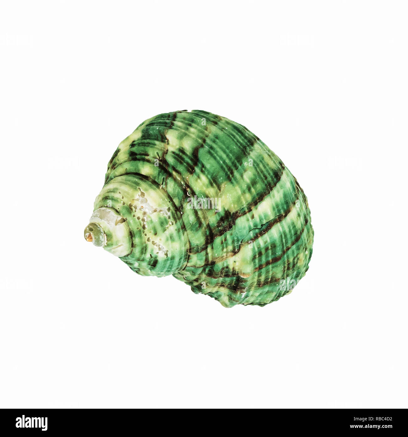 shellfish on Isolated White Background Stock Photo - Alamy