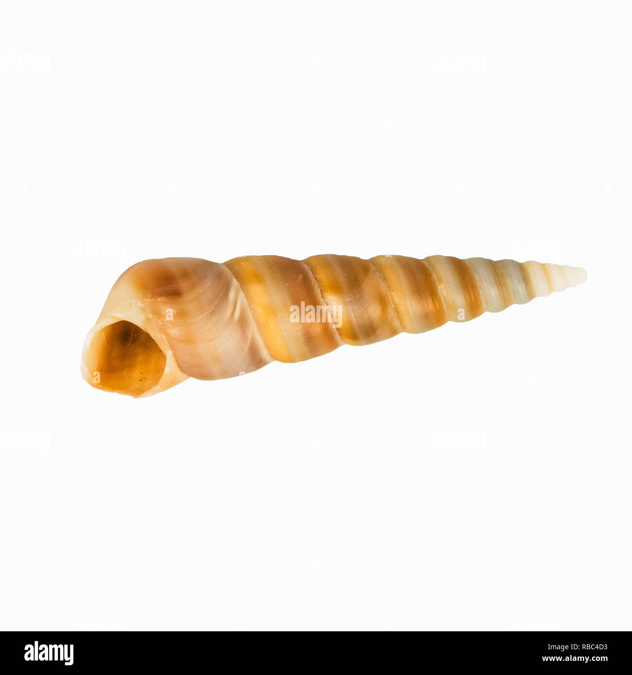 shellfish on Isolated White Background Stock Photo - Alamy