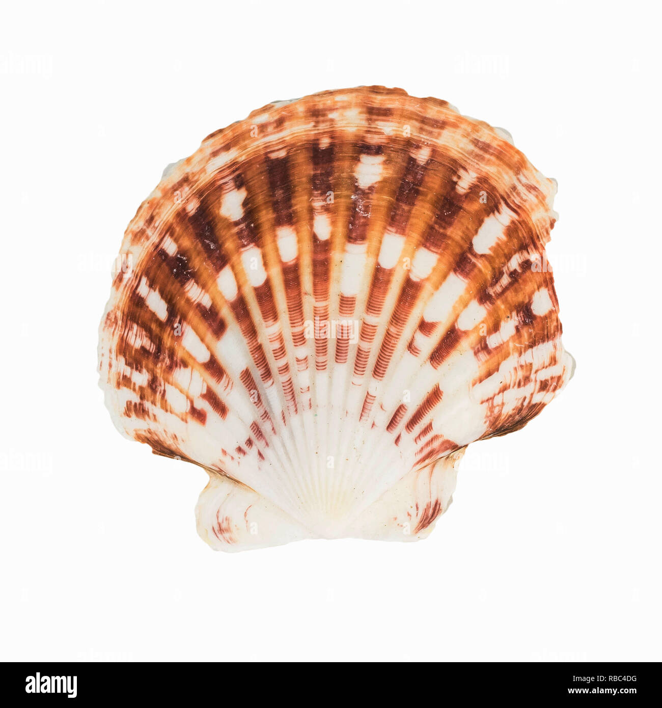 shellfish on Isolated White Background Stock Photo - Alamy