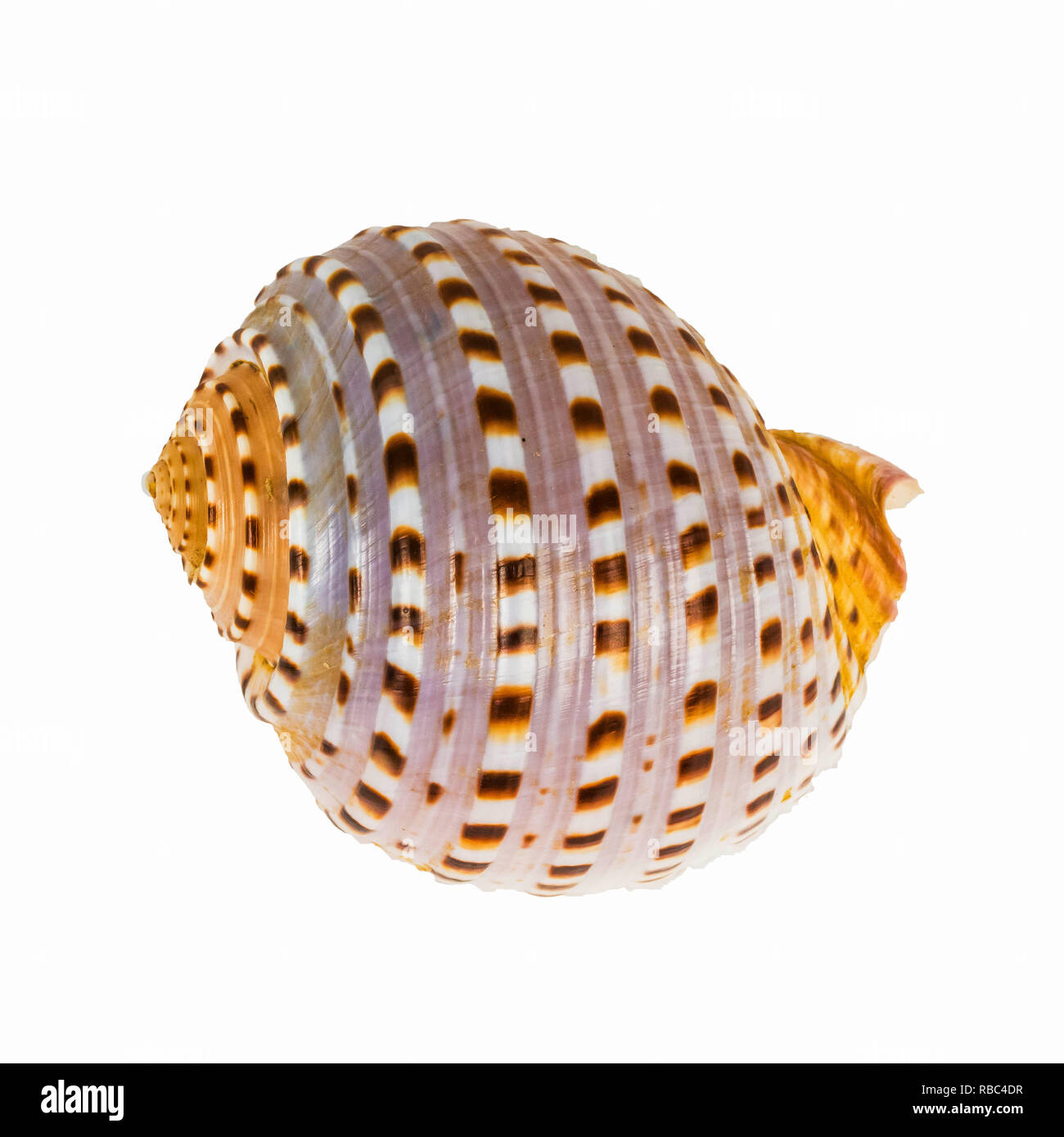 shellfish on Isolated White Background Stock Photo - Alamy