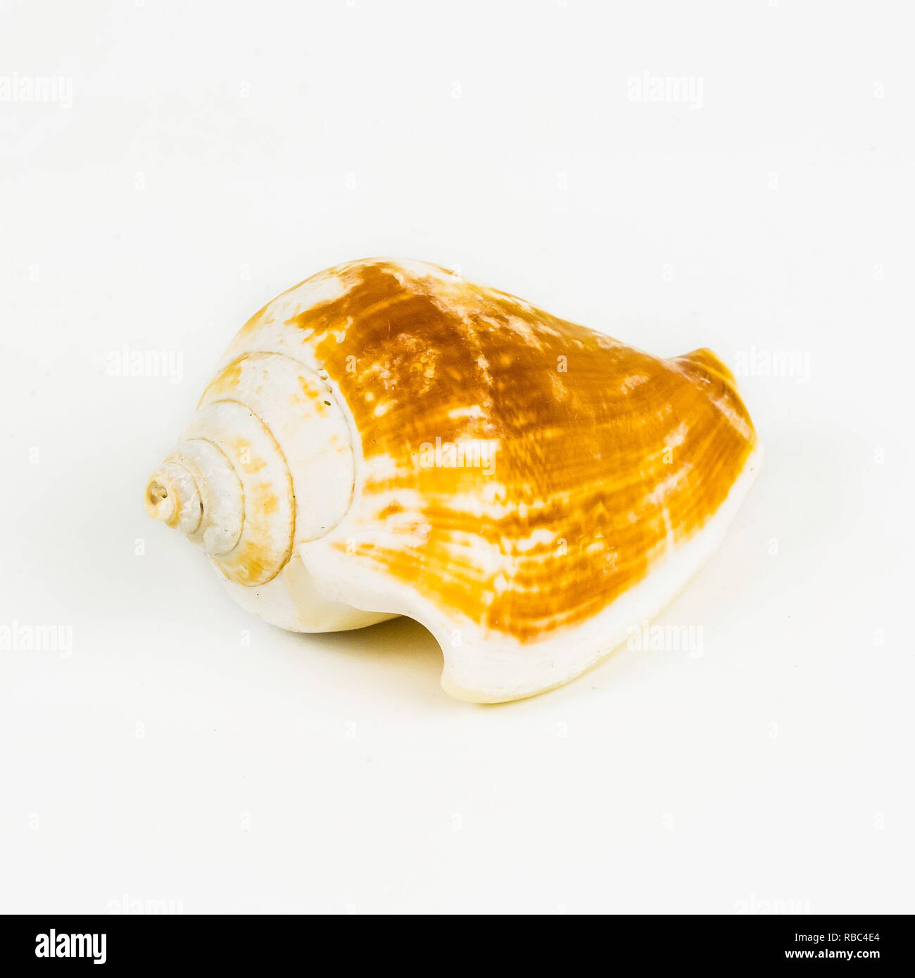 shellfish on Isolated White Background Stock Photo - Alamy