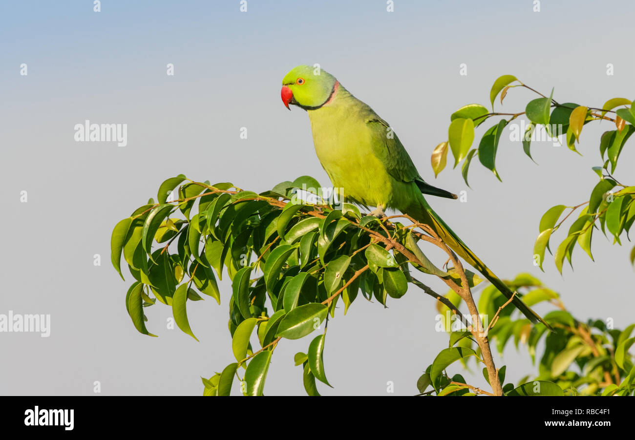 A male Ringnecked Parakeet in a tree, Dubai, United Arab Emirates Stock ...