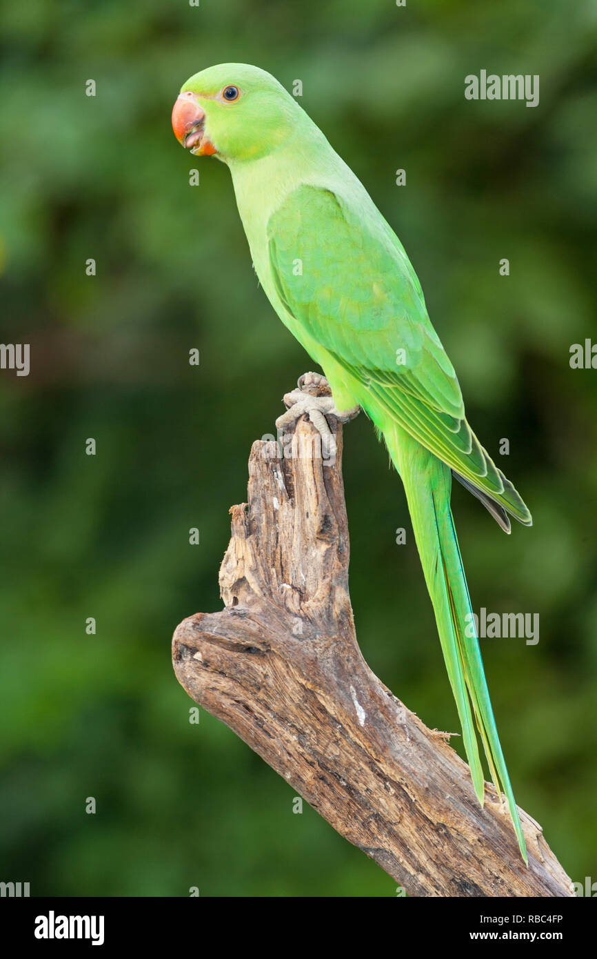 A female Ringnecked Parakeet photographed in Dubai in the United Arab ...