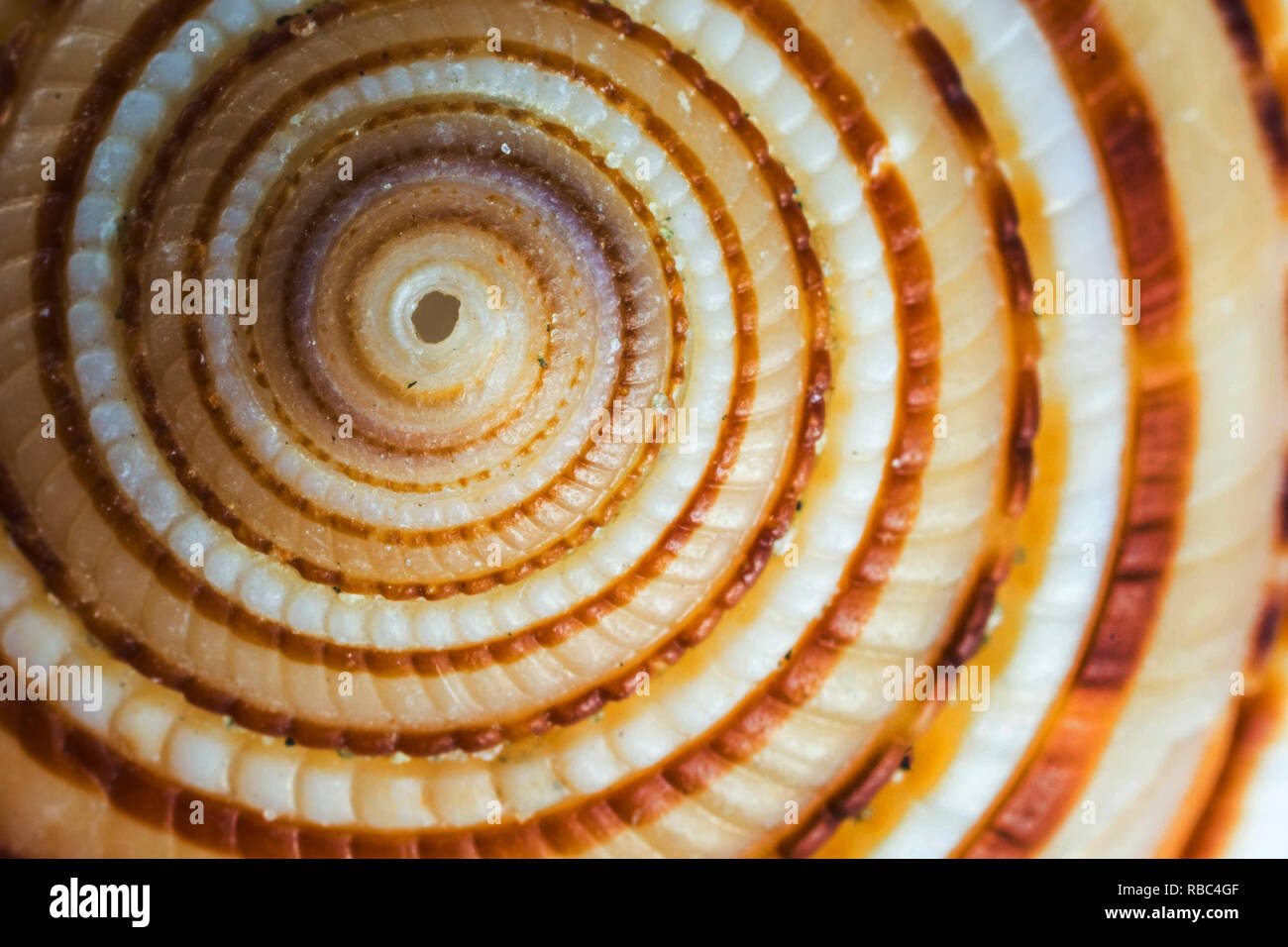 sea shell or shell fish close up Stock Photo - Alamy