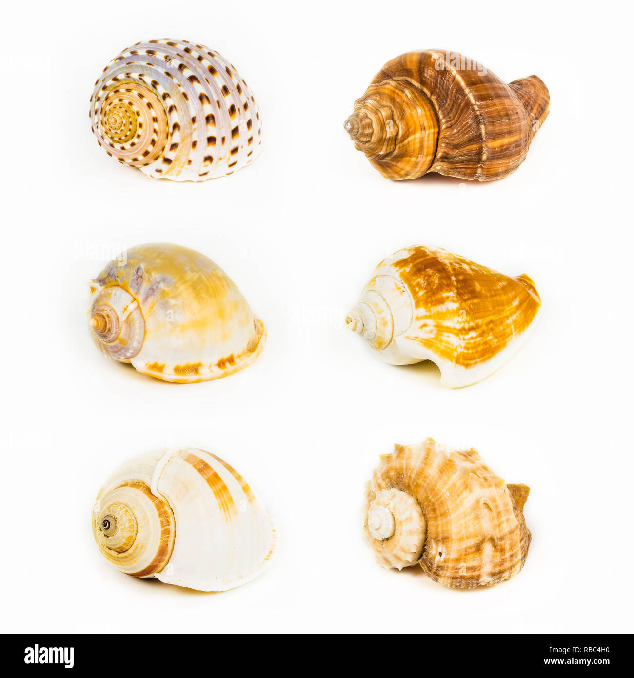 shellfish on Isolated White Background Stock Photo - Alamy