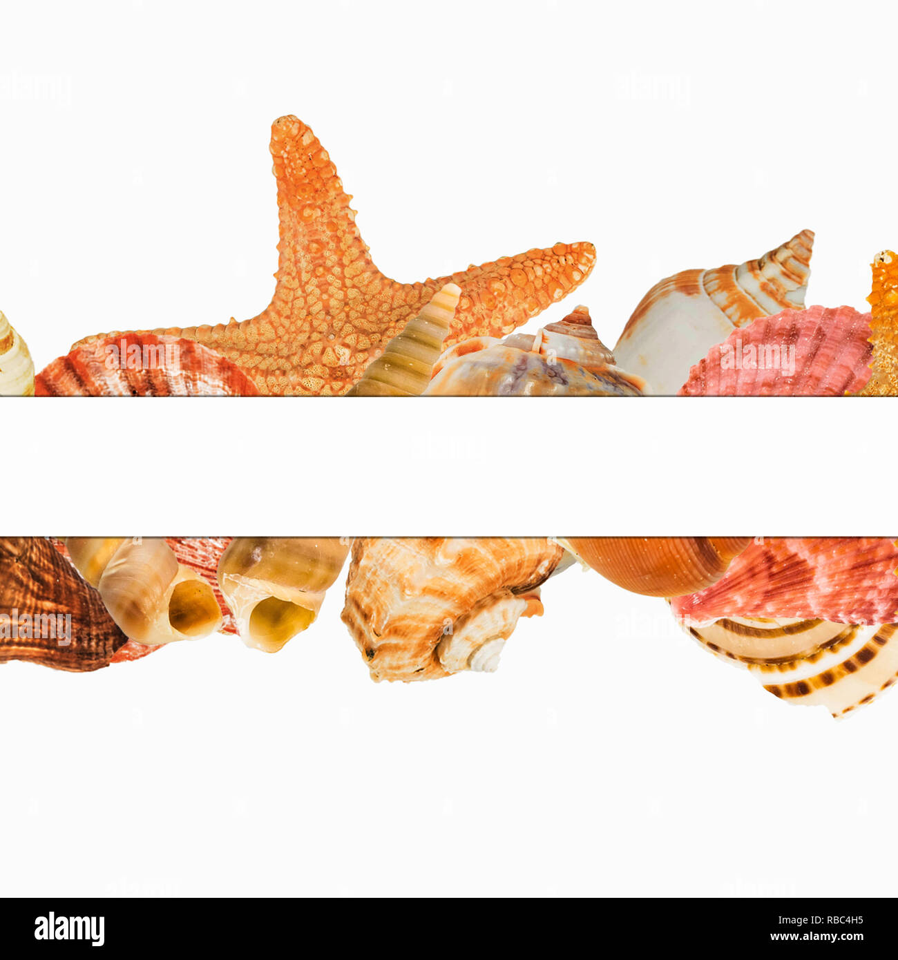 shellfish design for label on white background Stock Photo - Alamy