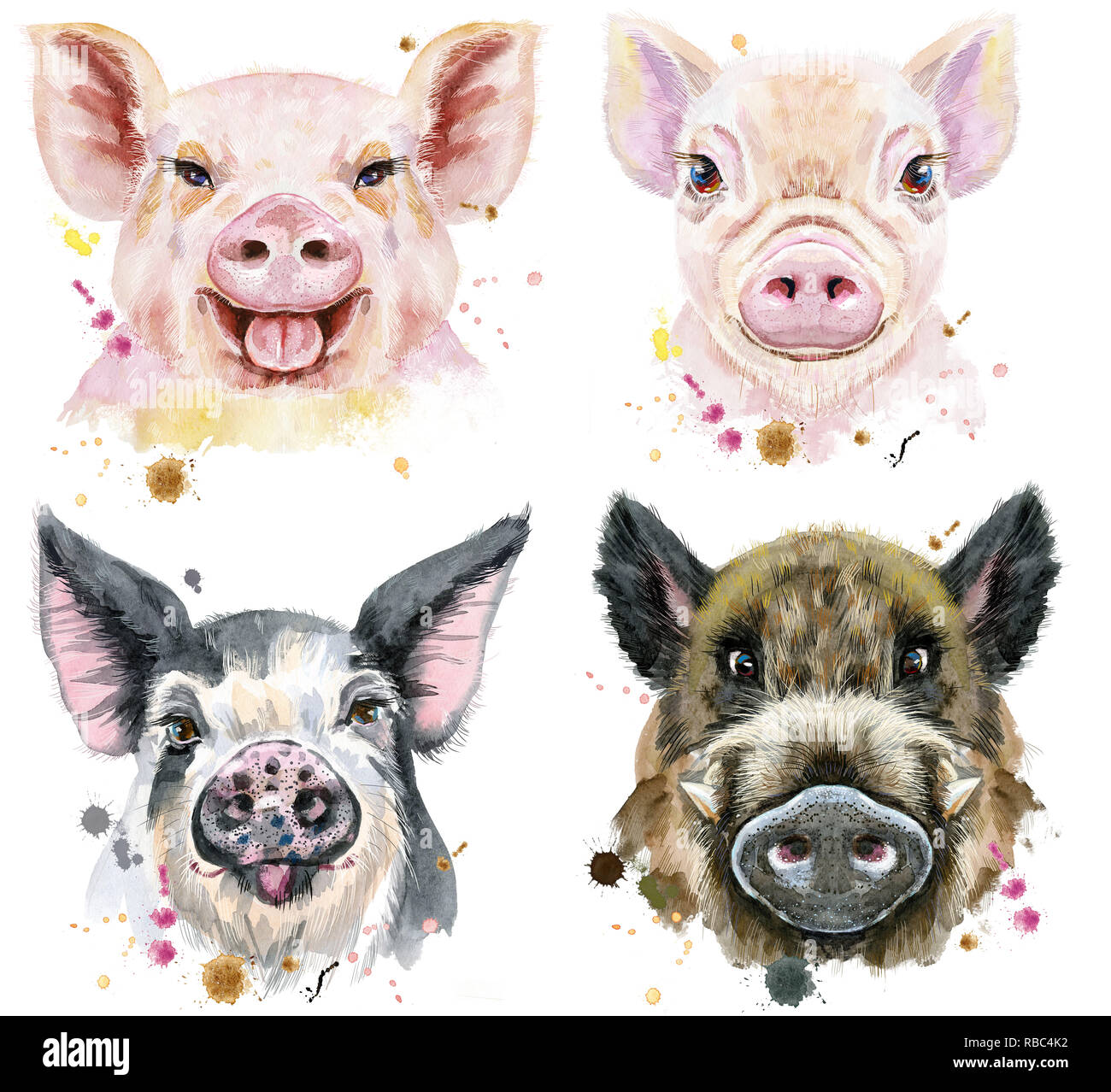 Set of watercolor portrait pigs and boar Stock Photo - Alamy