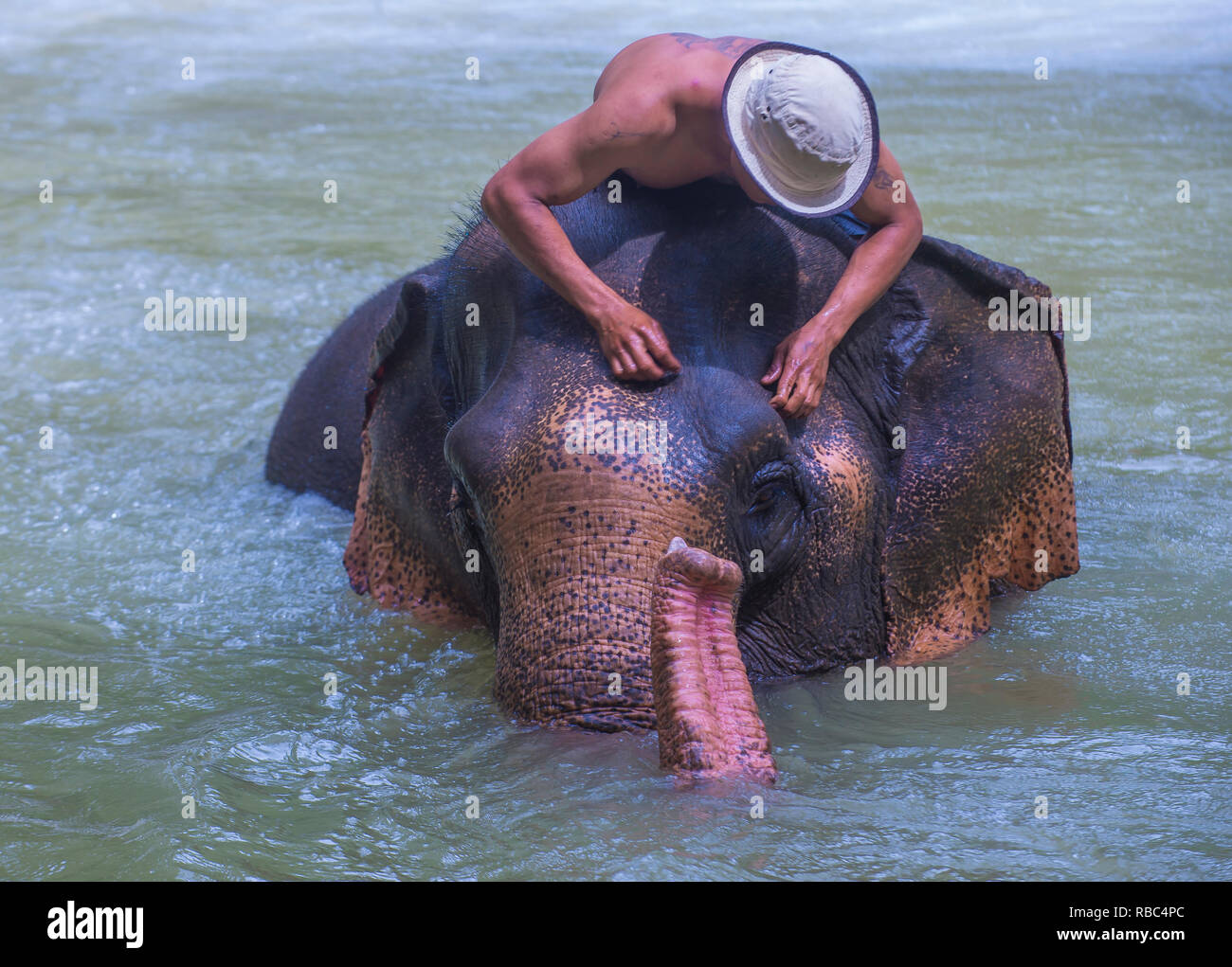 Elephant bathing in an Elephant camp near Luang Prabang Laos Stock ...