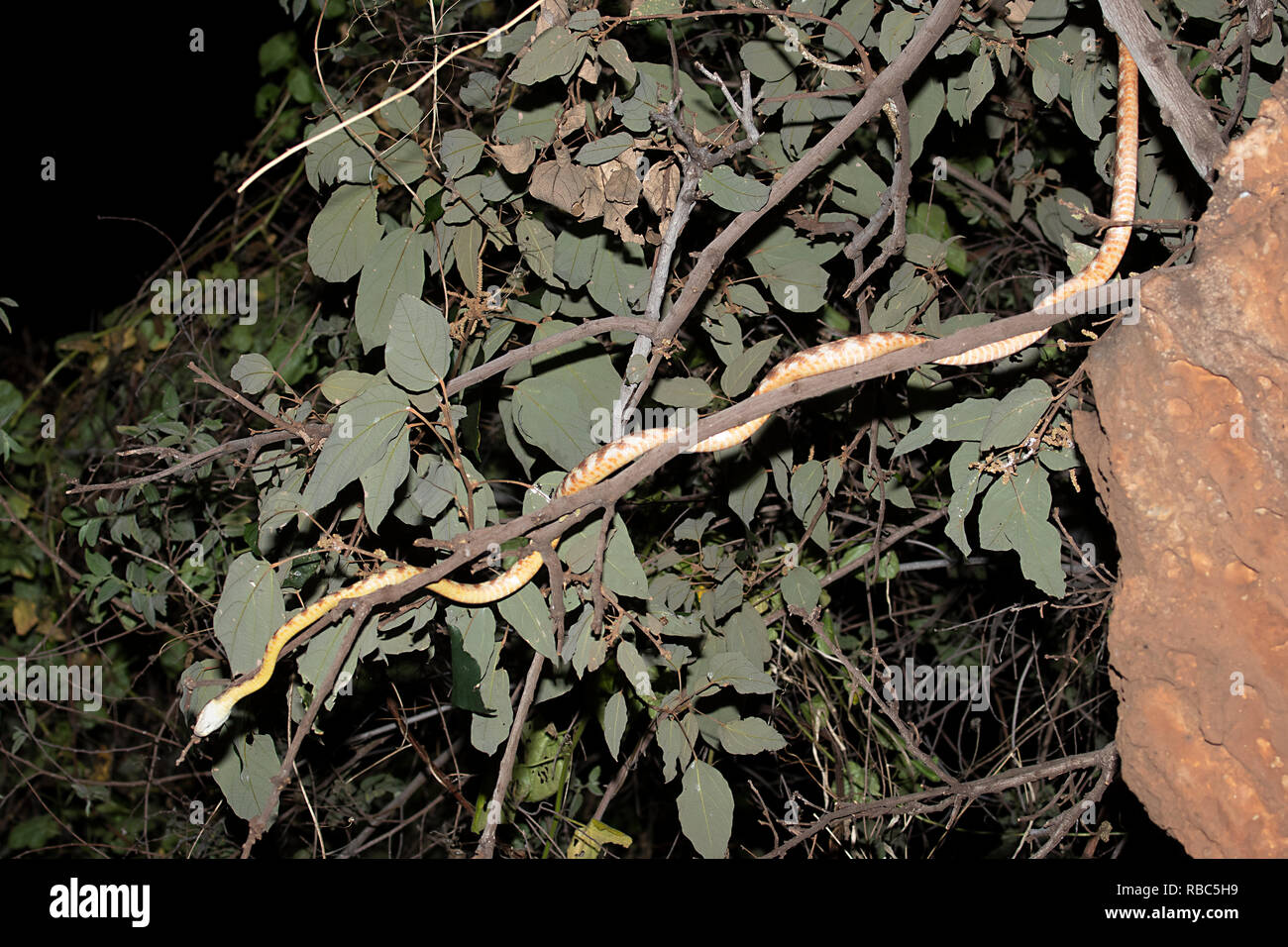 Queensland snakes hi-res stock photography and images - Alamy