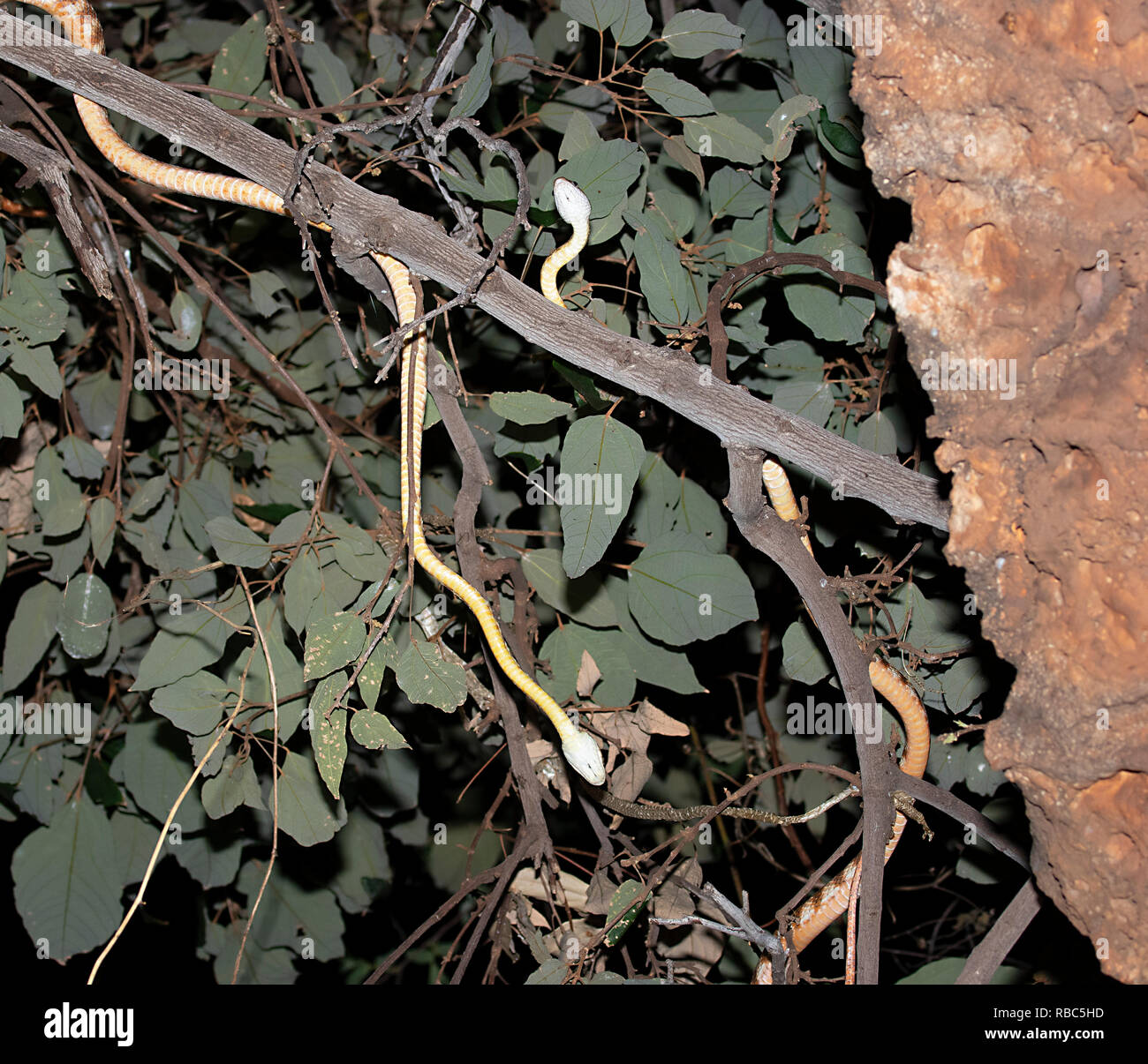Two Brown Tree Snakes or Night Tigers (Boiga irregularis) lying in ...