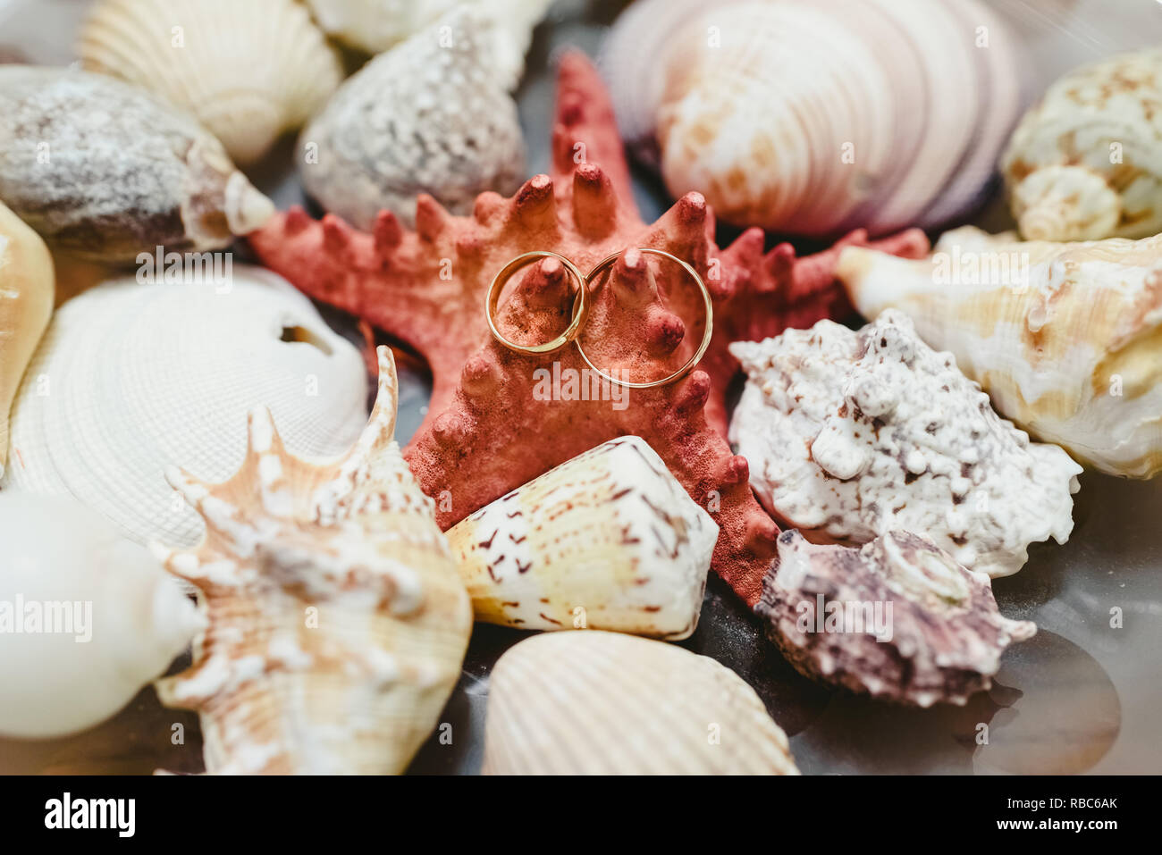 Wedding rings surrounded by seashells, framed in maritime theme Stock ...