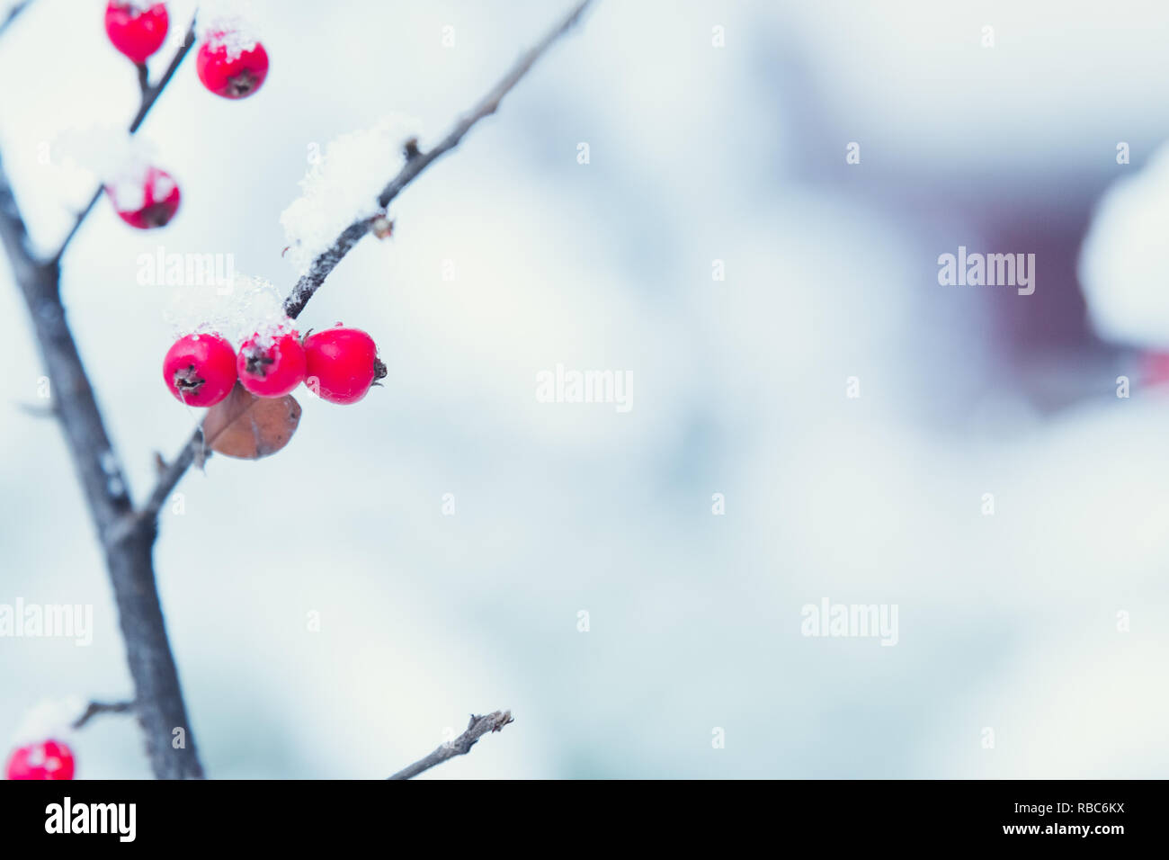 Close up of red berries covered with snow winter season background ...