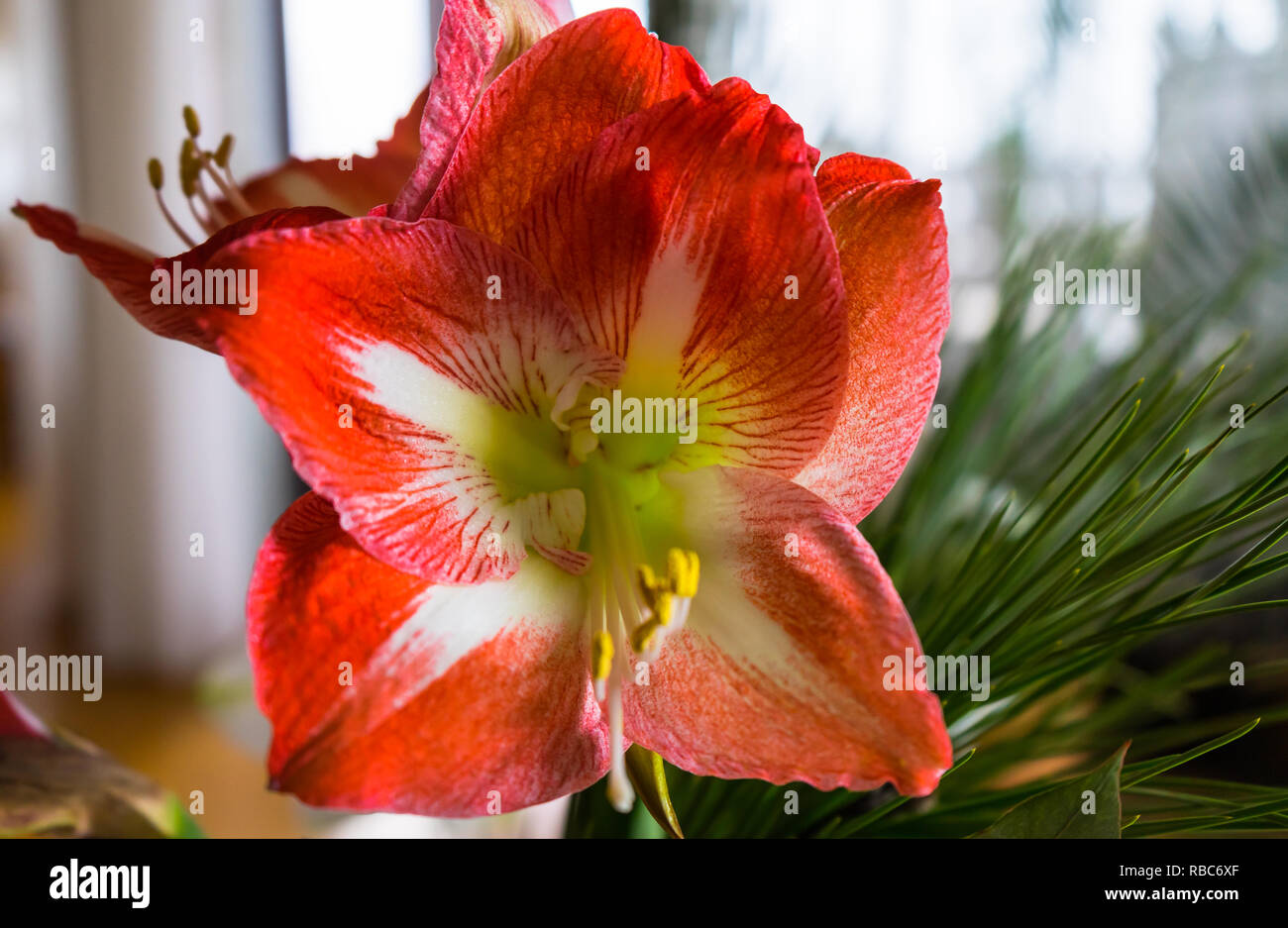 Large flower multicolored Stock Photo - Alamy