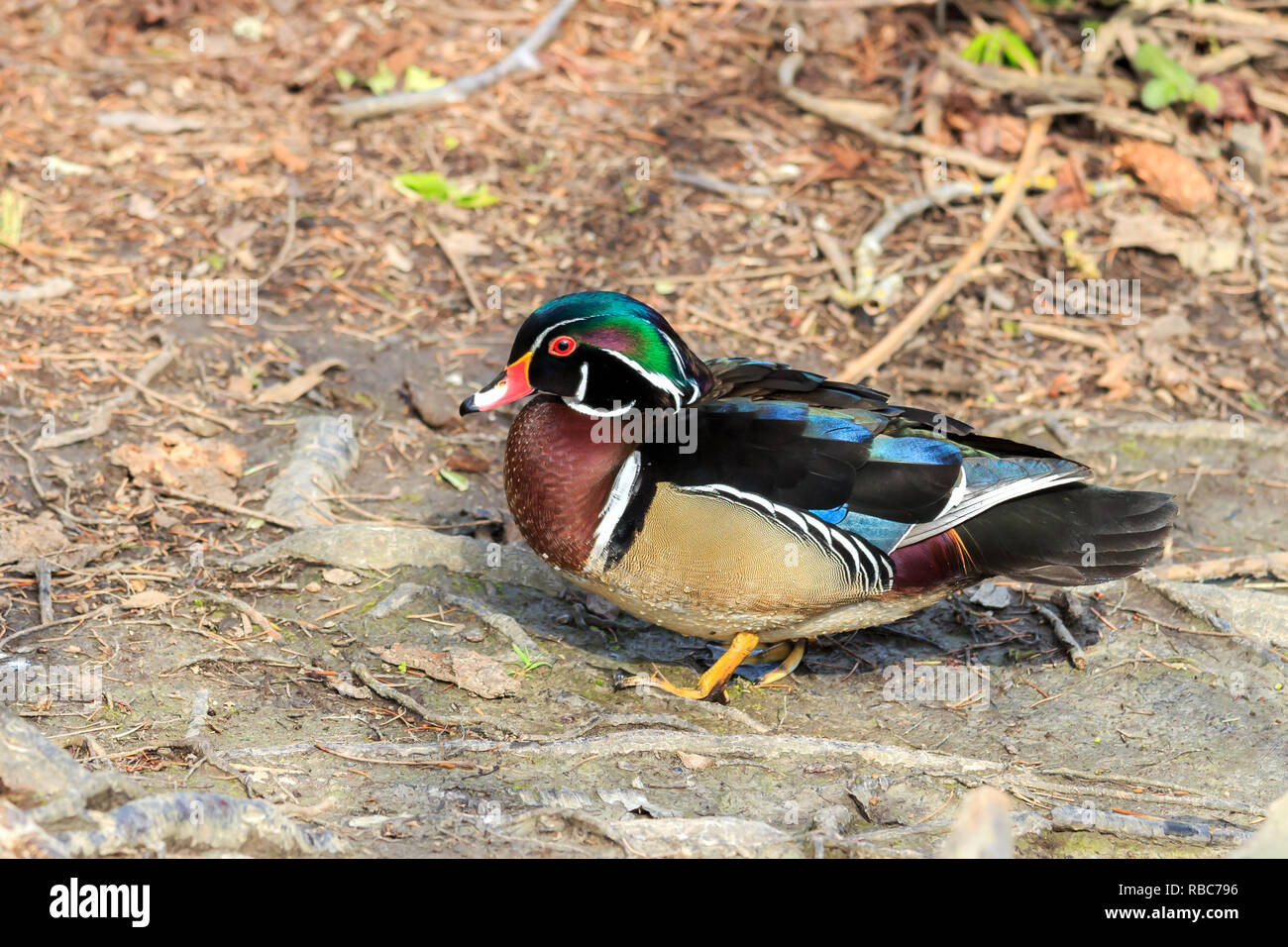 Standing natural hi-res stock photography and images - Alamy