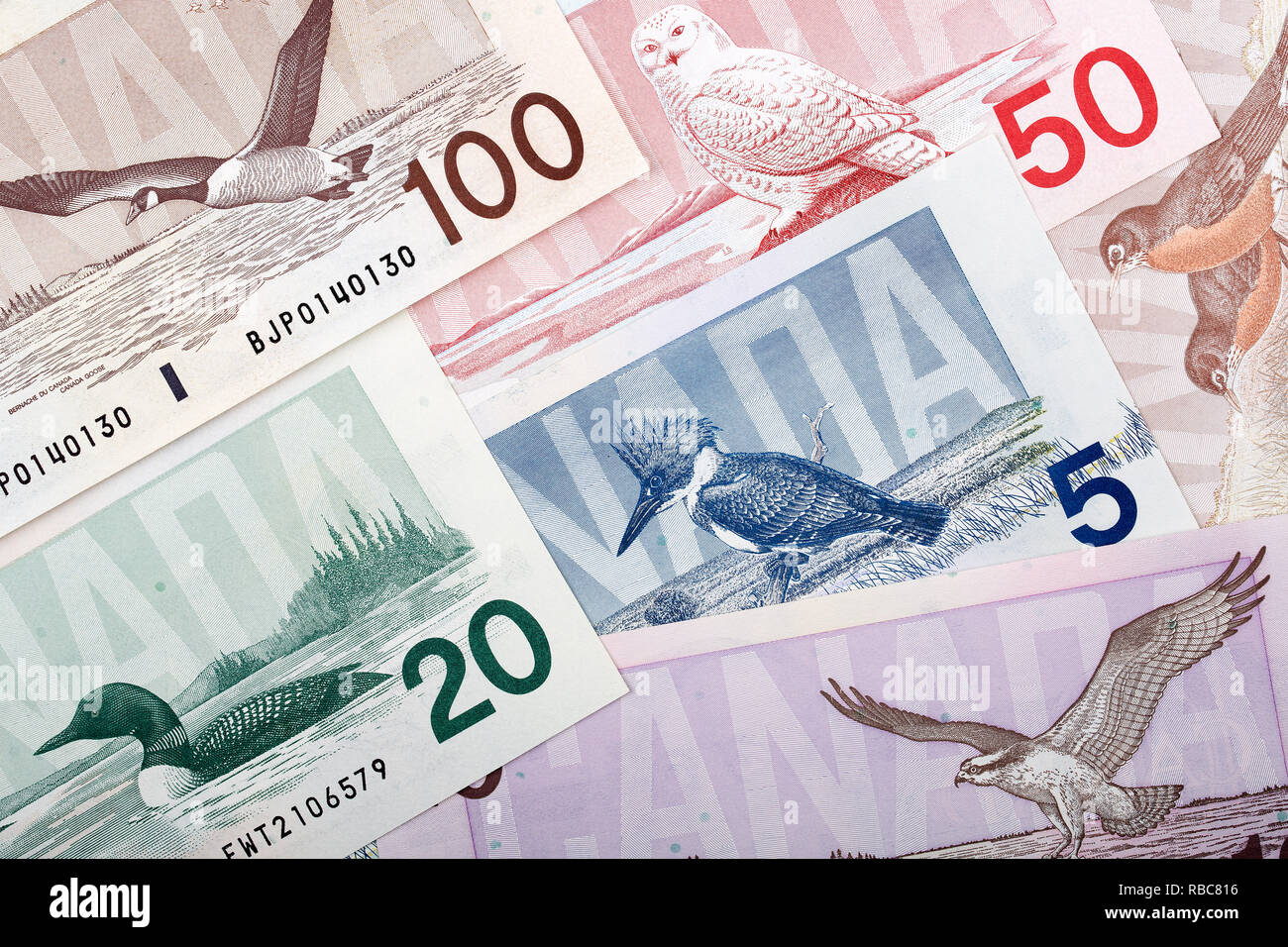 Canadian Dollars - reverse side, a business background Stock Photo - Alamy
