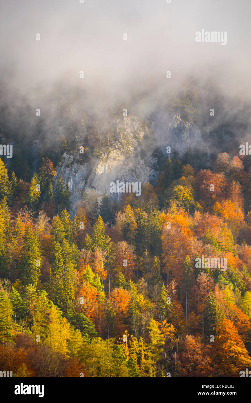 Autumn trees, Berner Oberland, Switzerland Stock Photo - Alamy