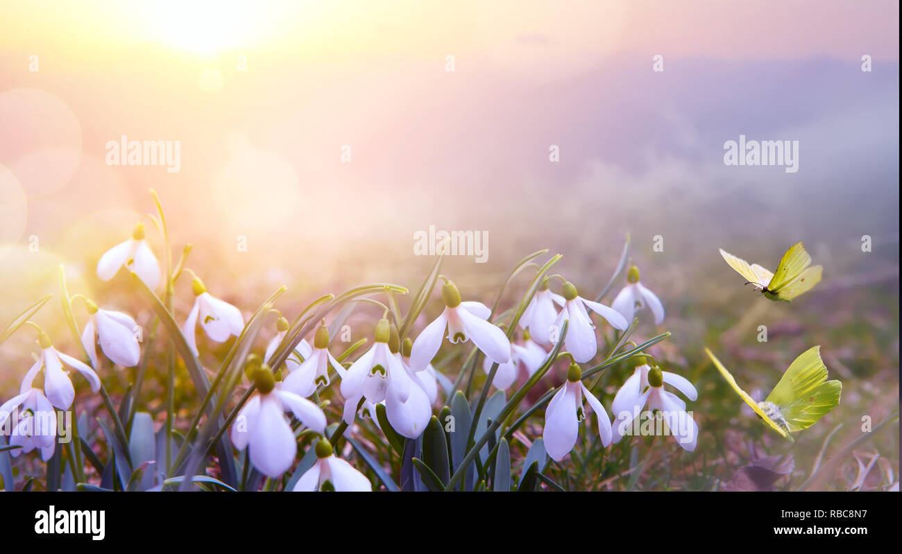 abstract nature spring Background; Snowdrop spring flower and fly ...