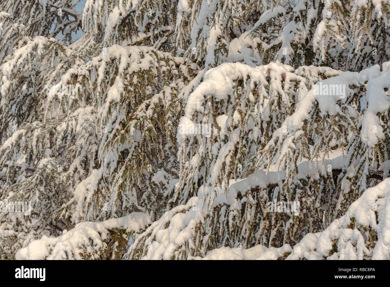 Beautiful fir tree hi-res stock photography and images - Alamy