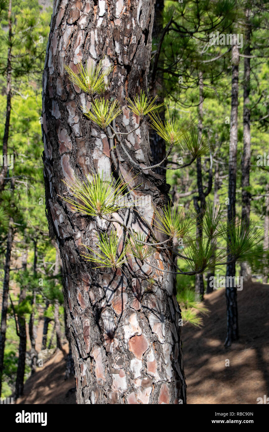 Regrowth Trees Bark Trunk High Resolution Stock Photography and Images ...