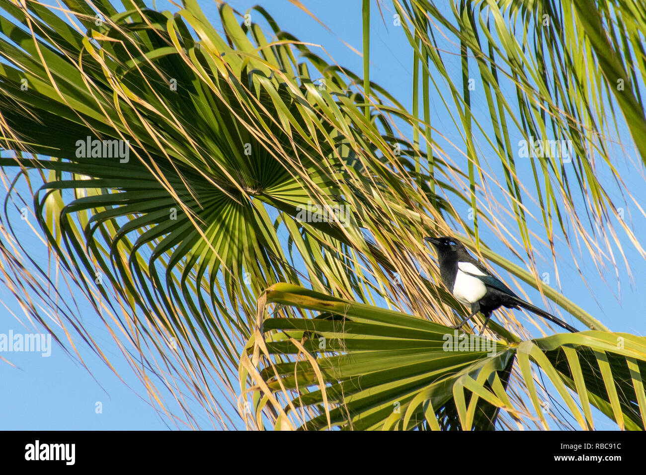 Maghreb magpie (Pica mauritanica) in a tropical palm tree, Agadir ...