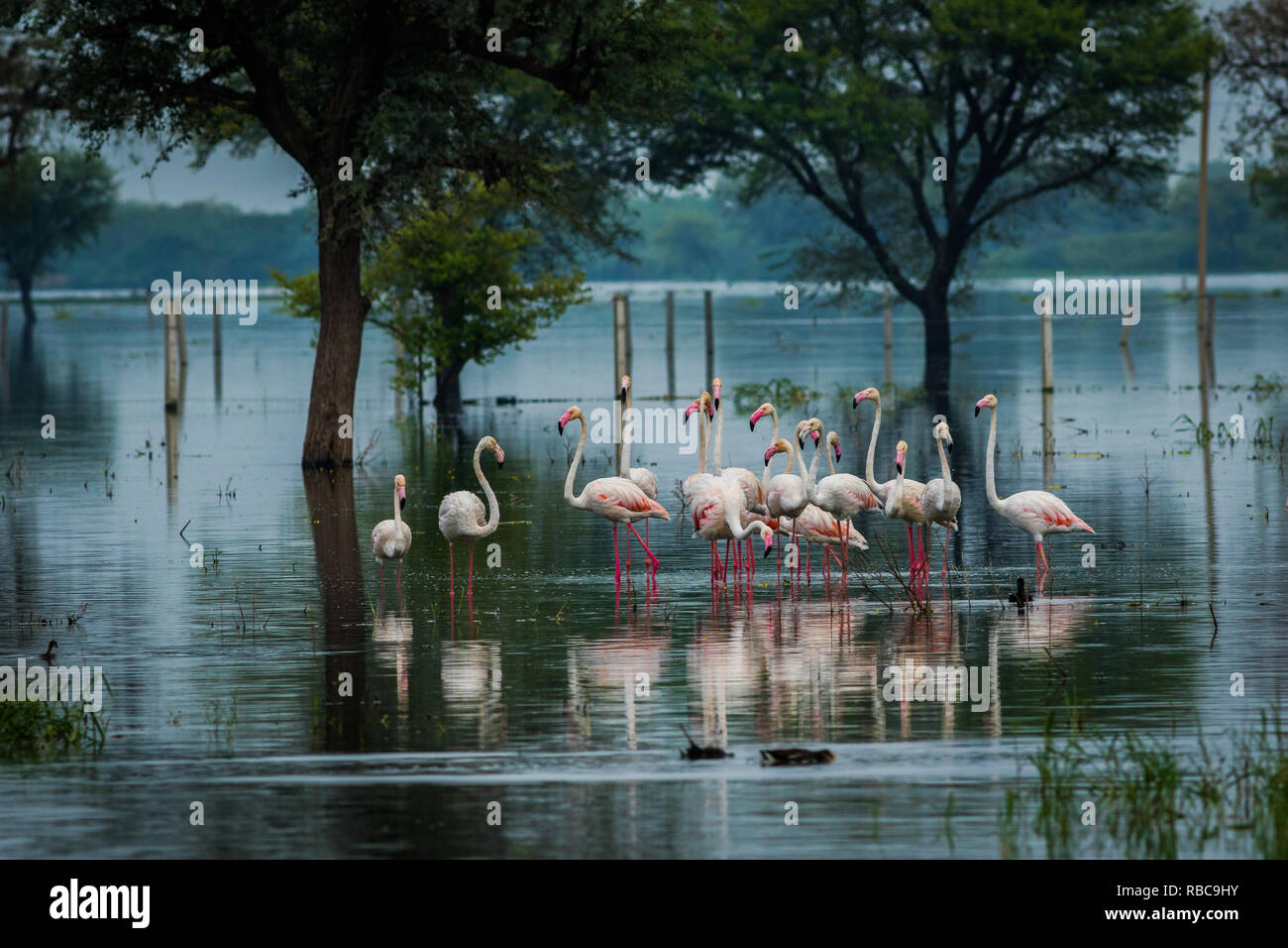 Greater flamingo flock in natural habitat. A nature paining created by ...