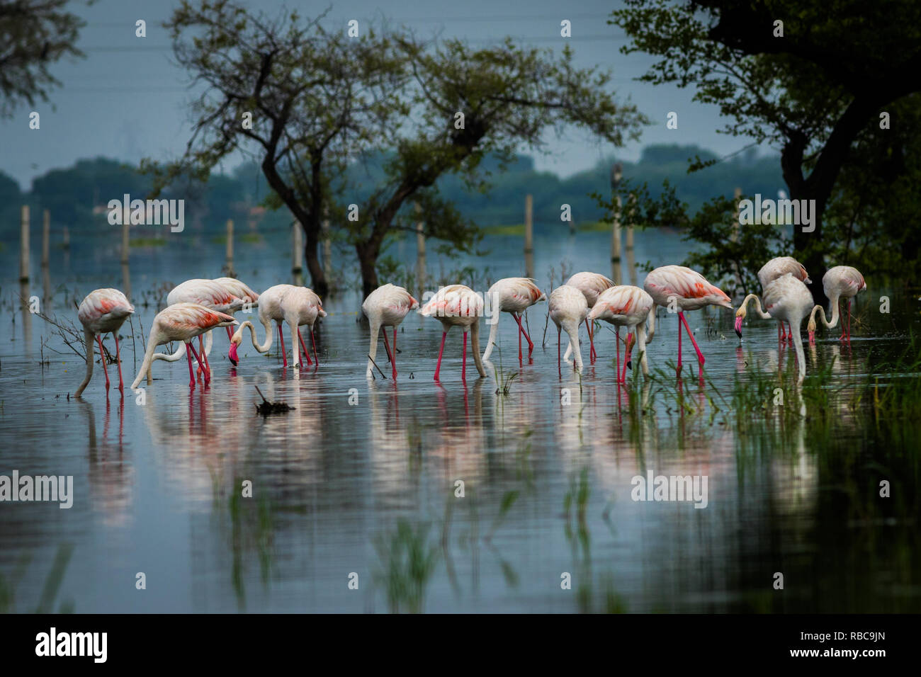 Greater flamingo flock in natural habitat. A nature paining created by ...