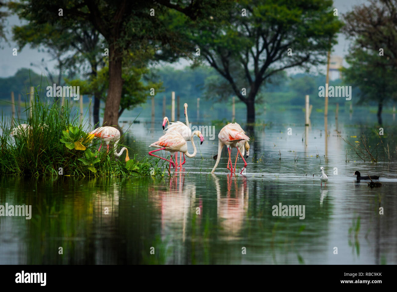 Greater flamingo flock in natural habitat. A nature paining created by ...