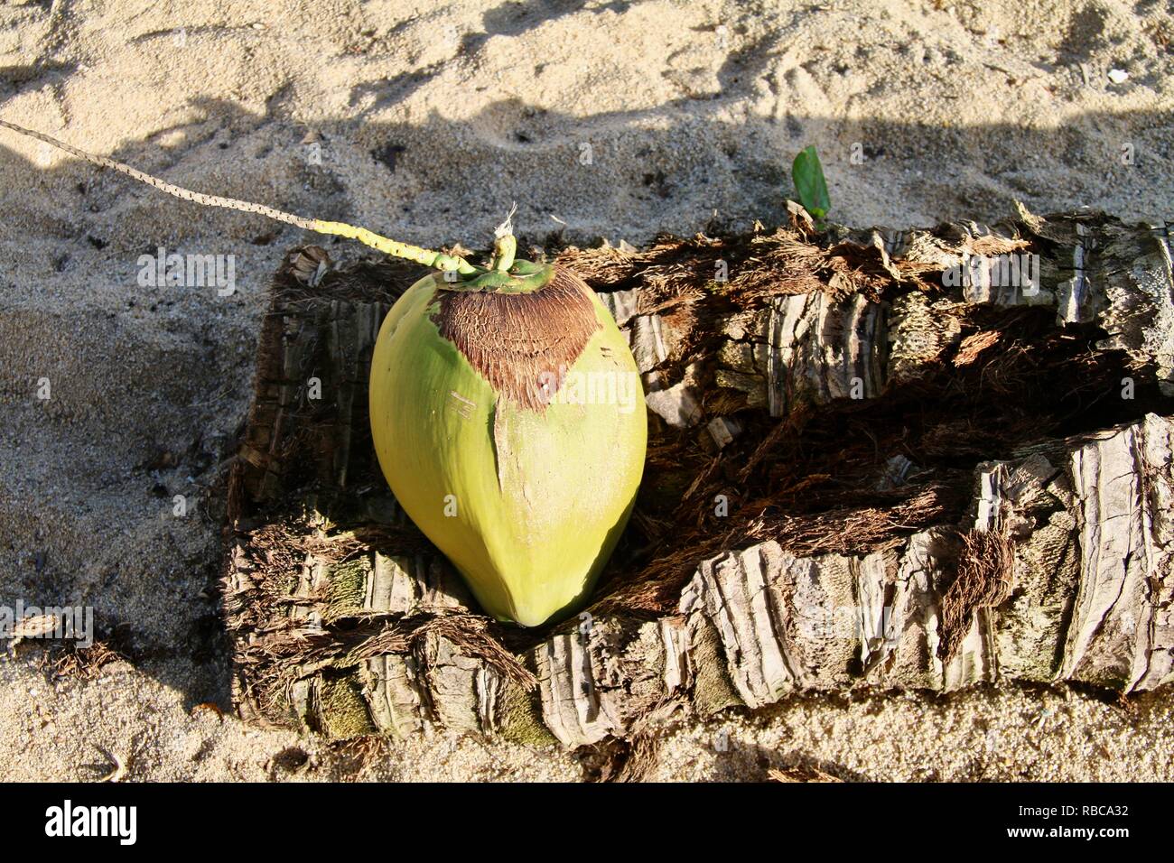 Coconut walks hi-res stock photography and images - Alamy