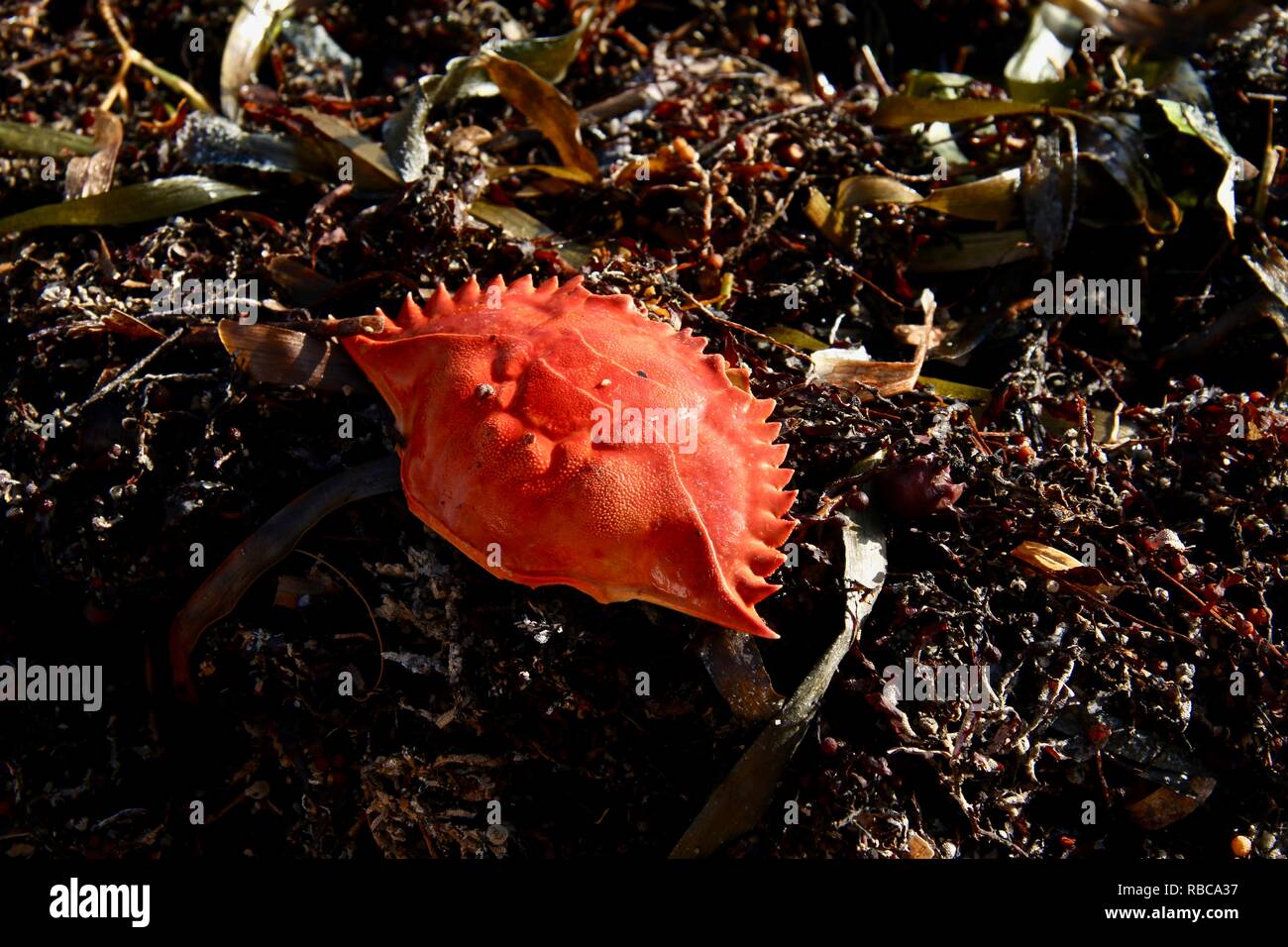 A red crab shell washed up in tidal debris seaweed after a storm early ...