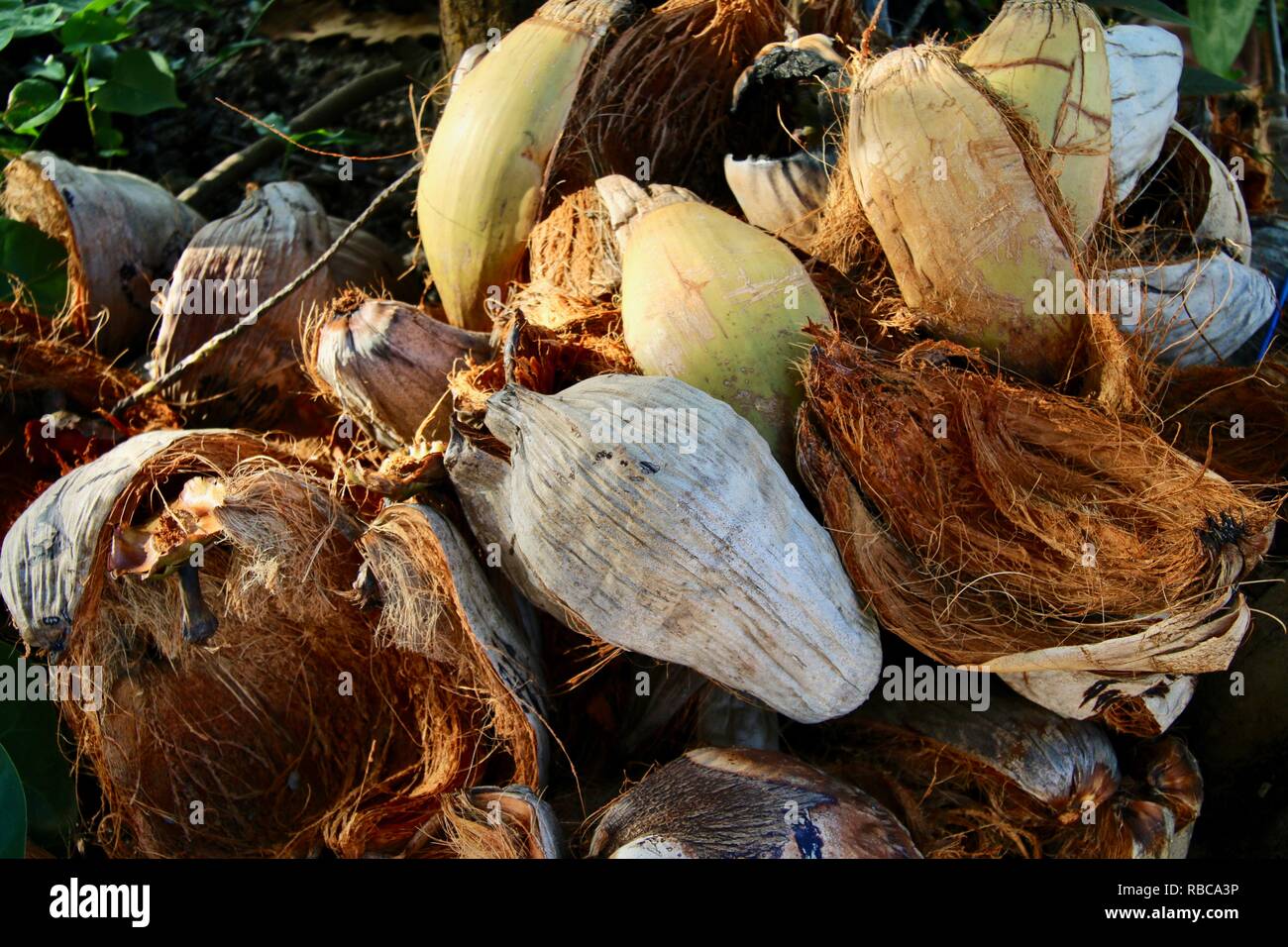 Coconut husks hi-res stock photography and images - Alamy
