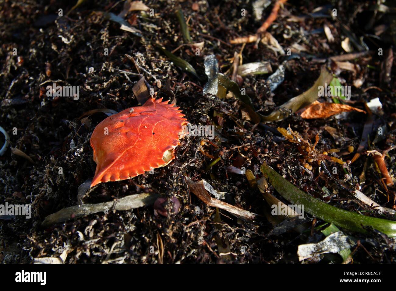 A red crab shell in the tidal debris washed up after a storm Stock ...