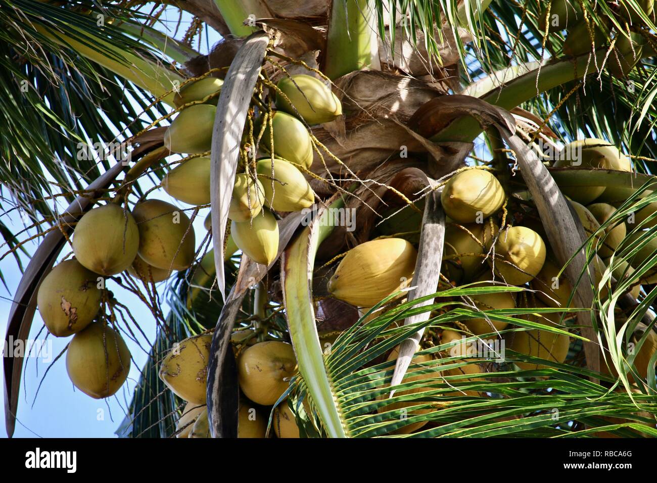 Coconuts on the tree in the early morning sunshine Stock Photo - Alamy