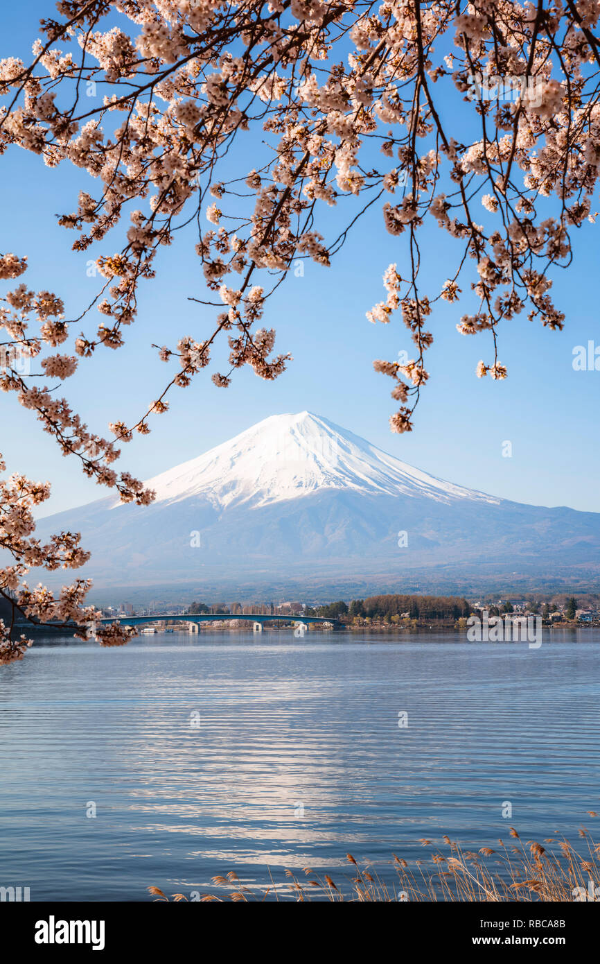 Mount Fuji in springtime with cherry tree in full bloom, Fuji Five ...