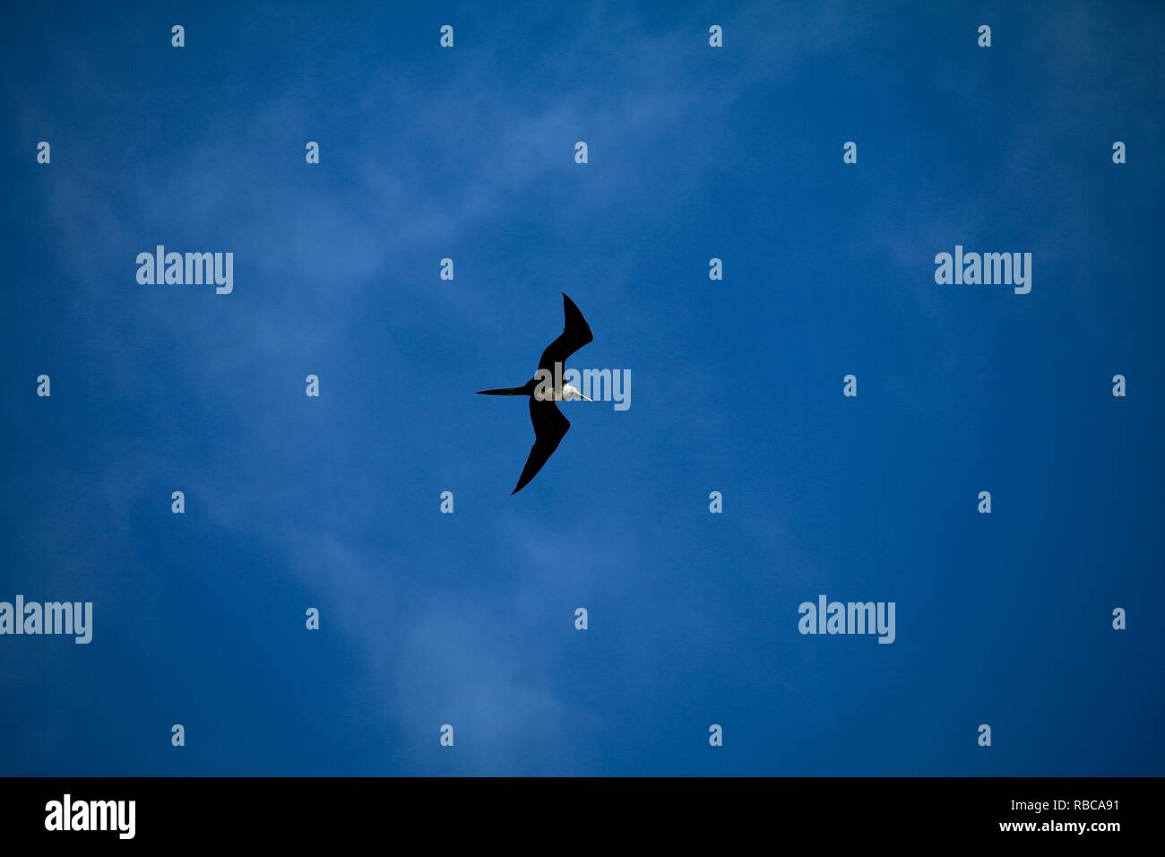 Birds soaring hi-res stock photography and images - Alamy